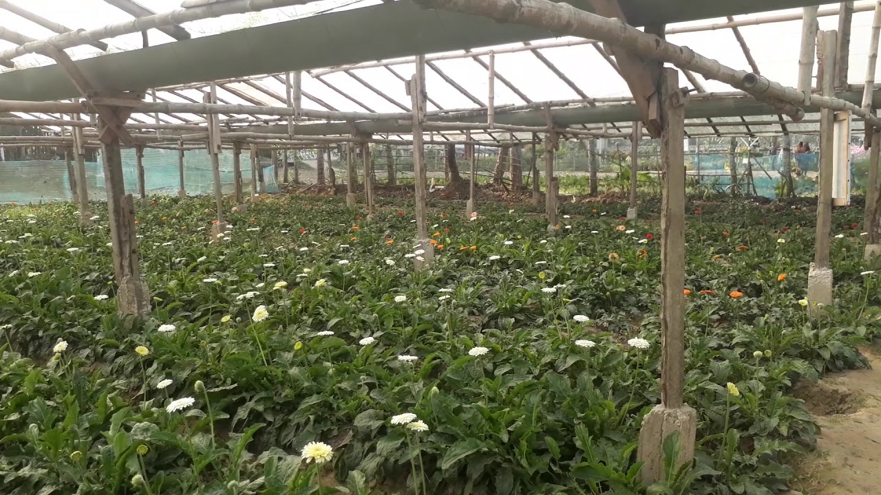 Godkhali Flower garden. গদখালি ফুলের বাগান । fuler bagan - YouTube