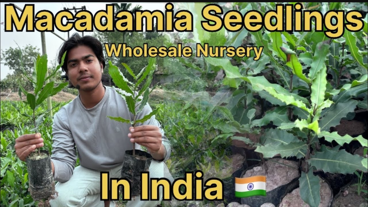 Macadamia Seedlings plant in India | Top variety Macadamia plant in India || Ahmed Nursery - YouTube