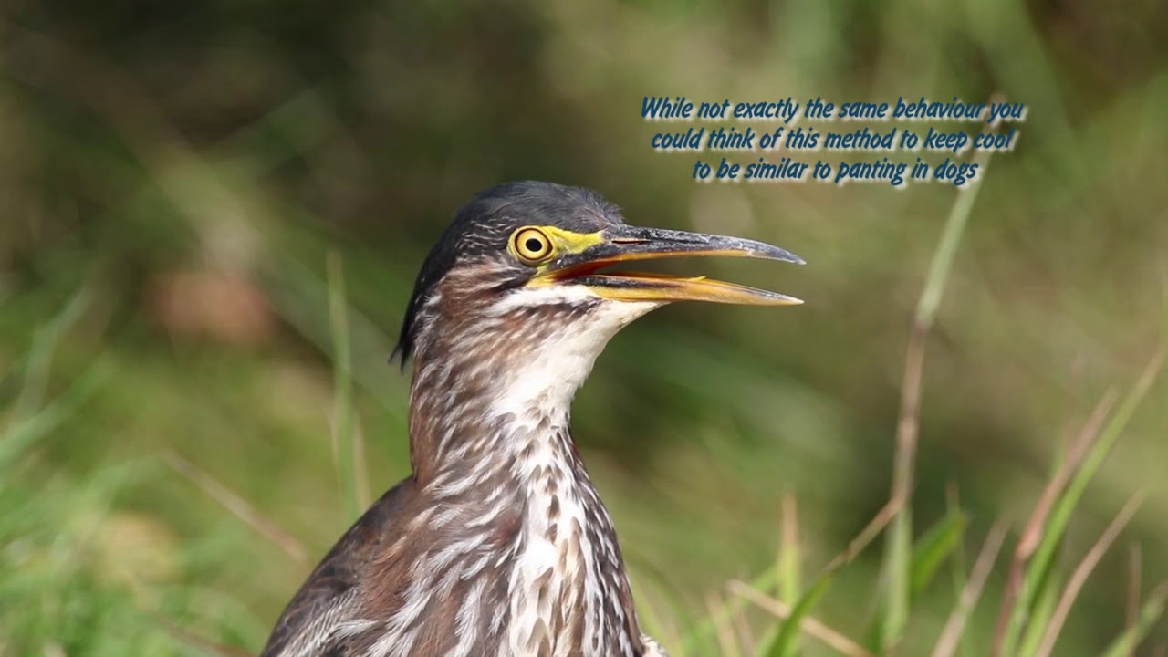 Juvenile Green Heron - Gular Fluttering - YouTube