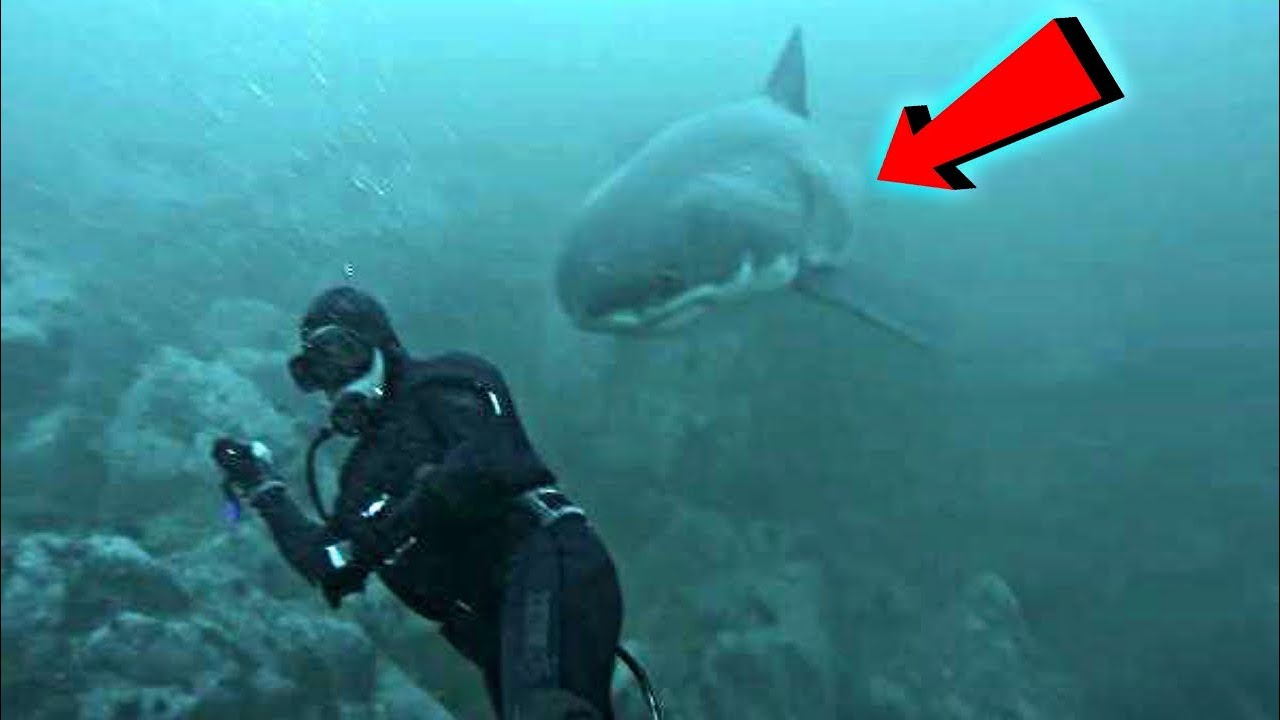 The Most TERRIFYING Shark Encounters Of All Time! (Part 2) - YouTube