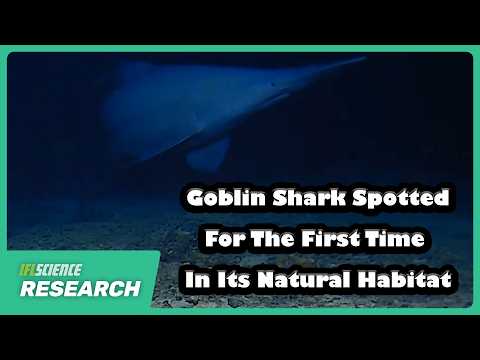 Goblin Shark Spotted For The First Time In Its Natural Habitat