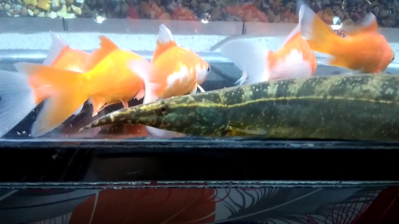 ikan sili sili - YouTube