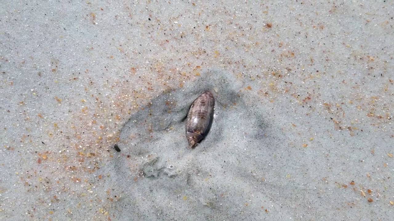 Dwarf Olive Shell