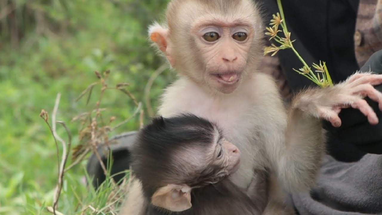 So happy when play with best friends || Monkey Justeene - YouTube