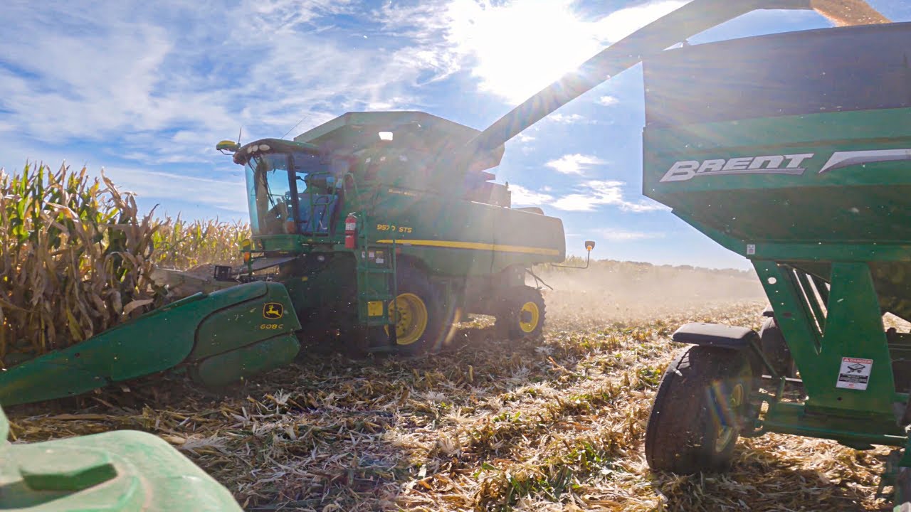 Corn Harvest & Sorting Pigs - YouTube