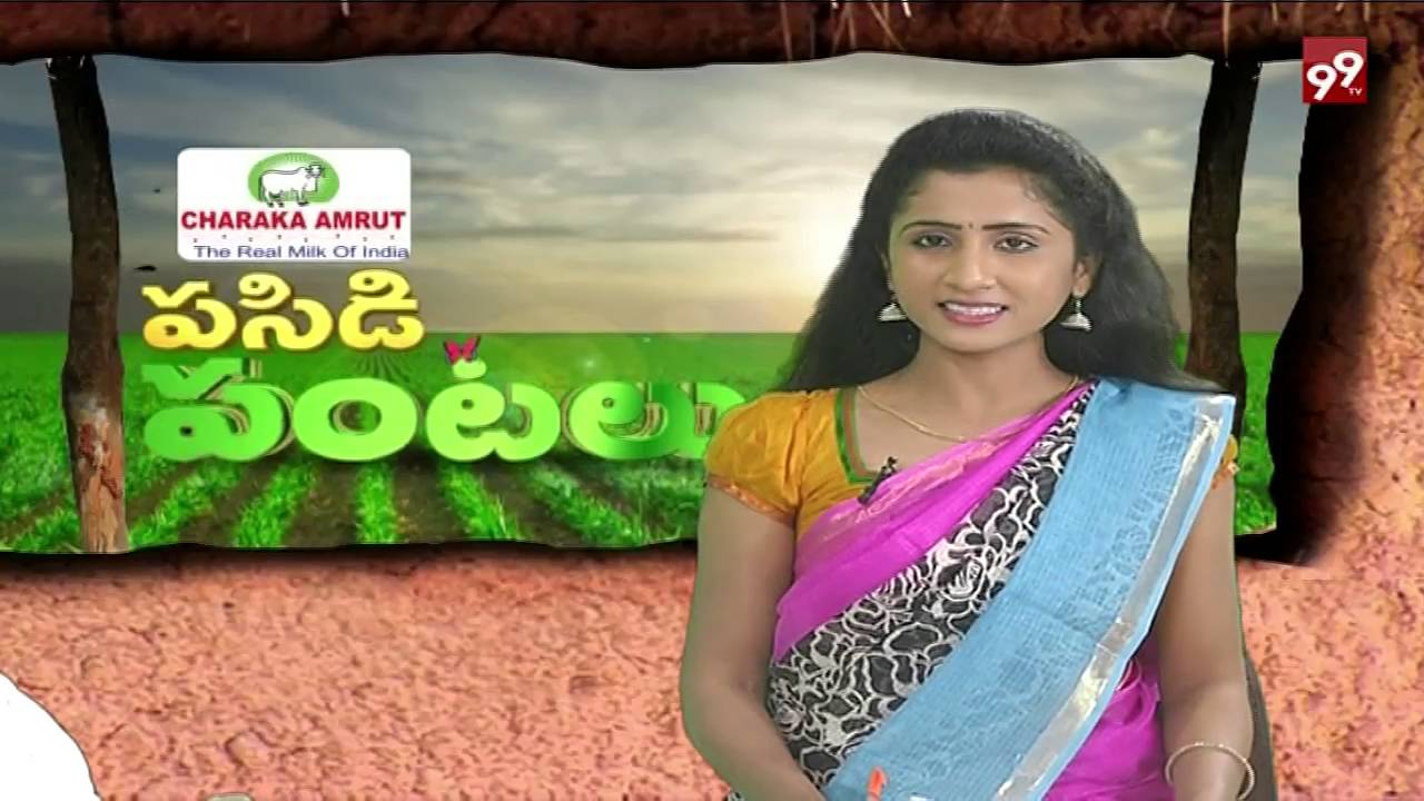99TV PASIDI PANTALU_PURE MILK FROM CHARAKA DAIRY FOUNDER M ...