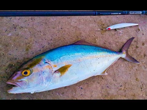 Limanı Sarıkuyruk Akya Sürüsü Bastı! Foça Shore Jigging for Amberjack  カンパチ