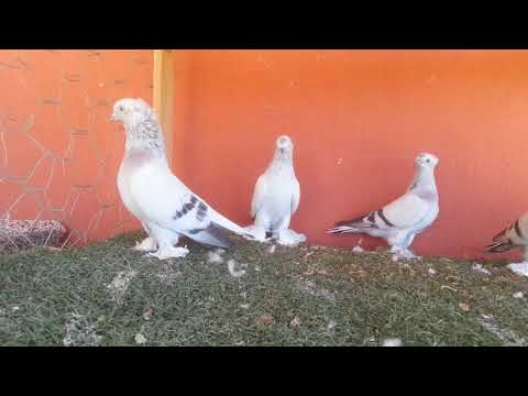 03 _ 30 guvercin. .Afyon sandikli. .gök mavi Mardin. . Kostüm.
