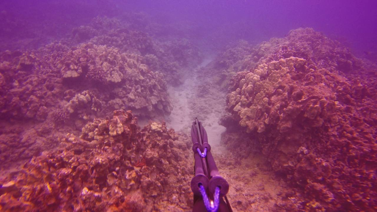 OAHU, HAWAII - Spearfishing Makaha - May 2016 - YouTube