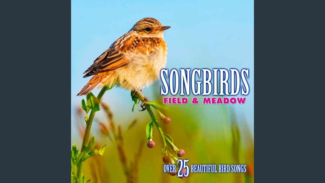 Linnet: Song / Flight Call - YouTube