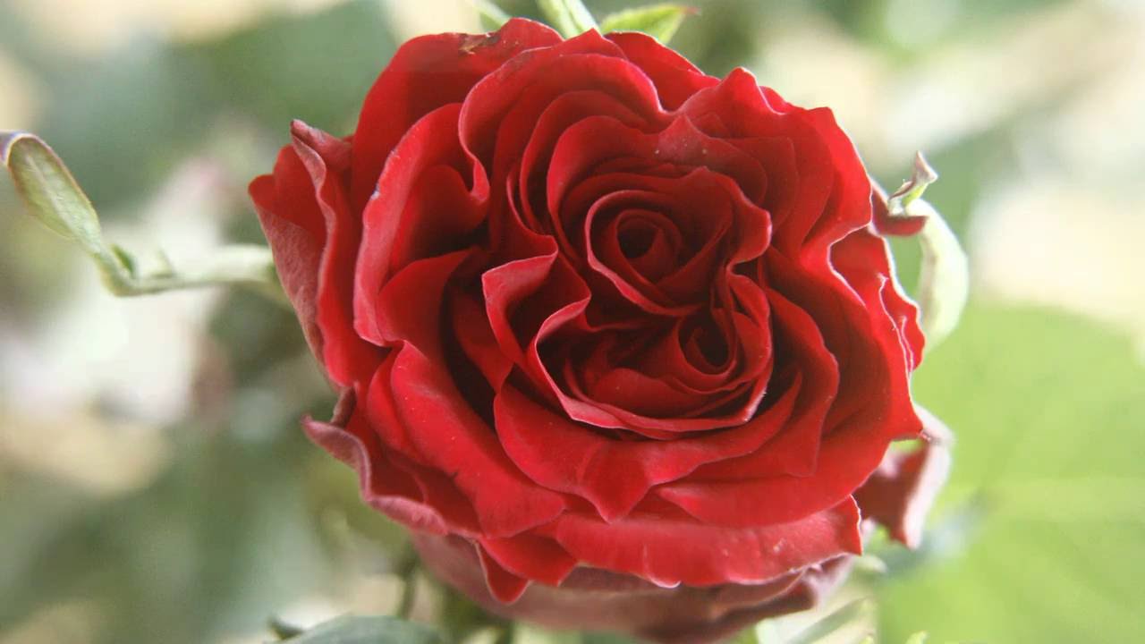 rode rozen (CD 28 nr. 22) - YouTube