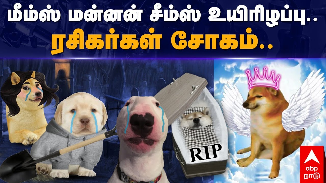 Cheems Balltze Dog Died | மீம்ஸ் மன்னன் சீம்ஸ் உயிரிழப்பு.. ரசிகர்கள் ...