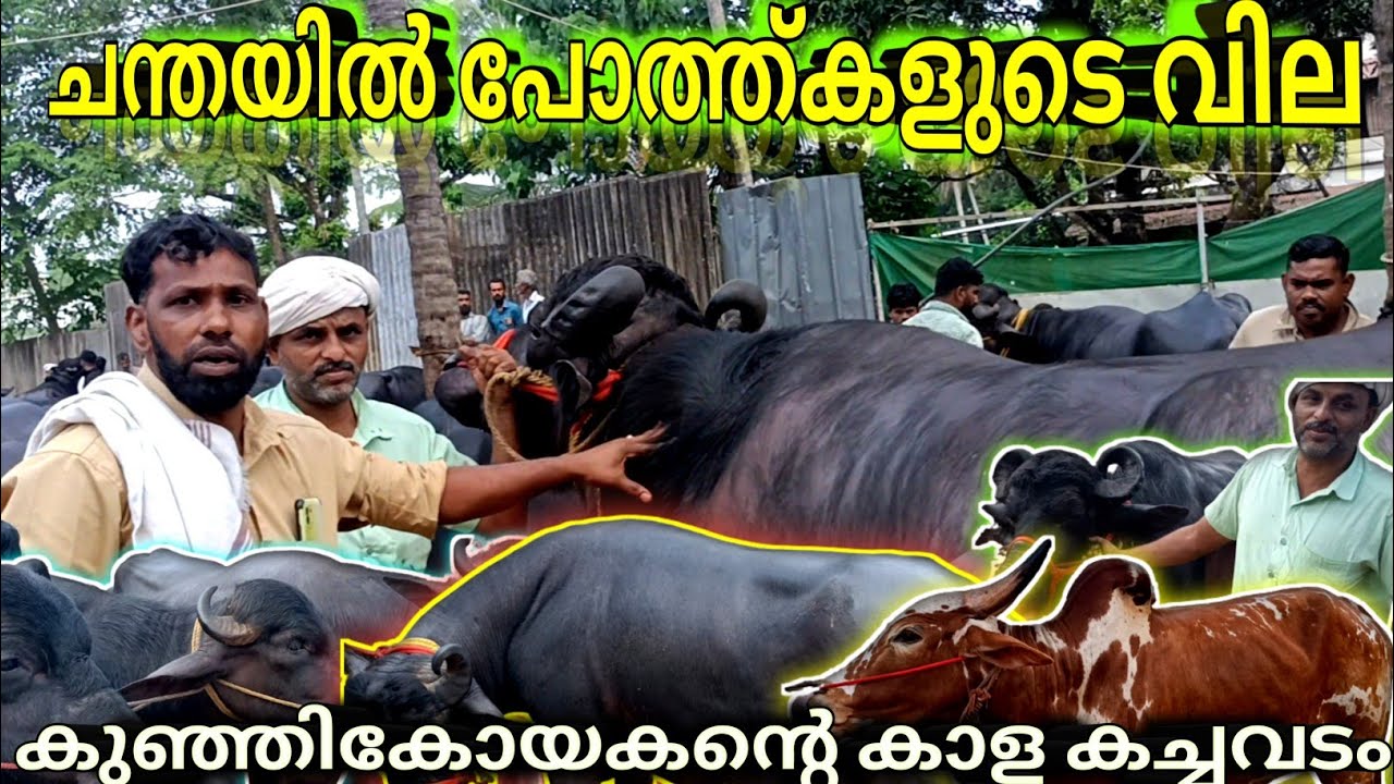 ചന്തയിലെ🐃പോത്ത്കളുടെ വില💸കുഞ്ഞികോയാകന്റെ🐂കാള കച്ചവടവും ചട്ടിപ്പറമ്പ ...