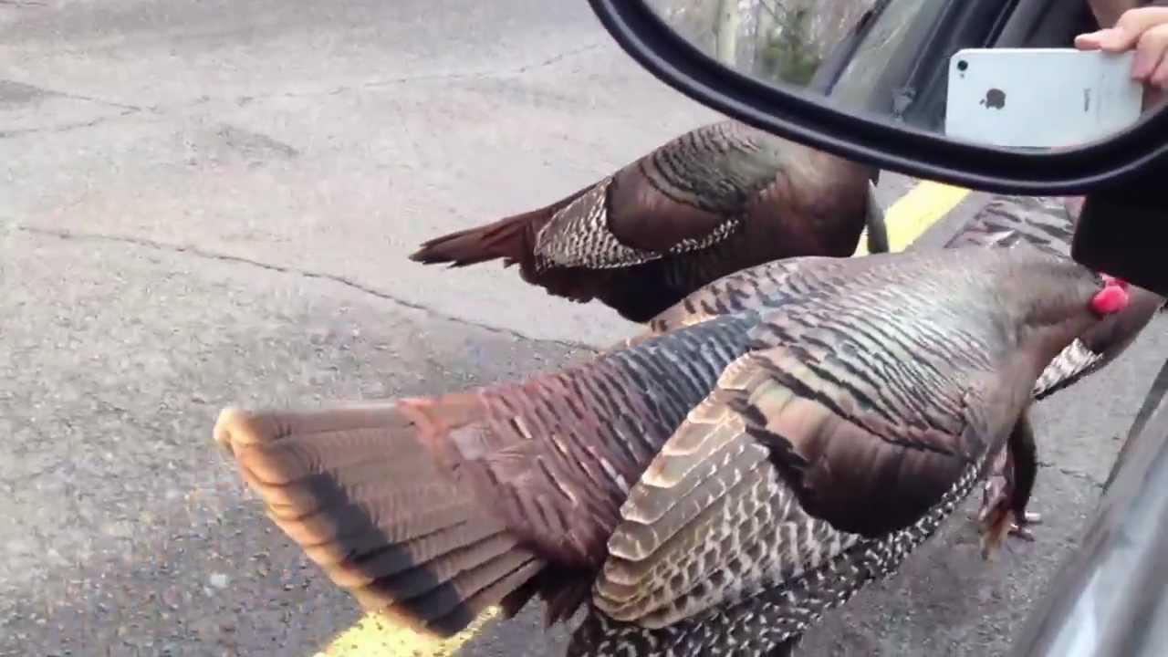 Turkeys attacking my car - YouTube