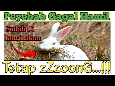 Peyebab gagal hamil padahal sudah kawin berkali kali