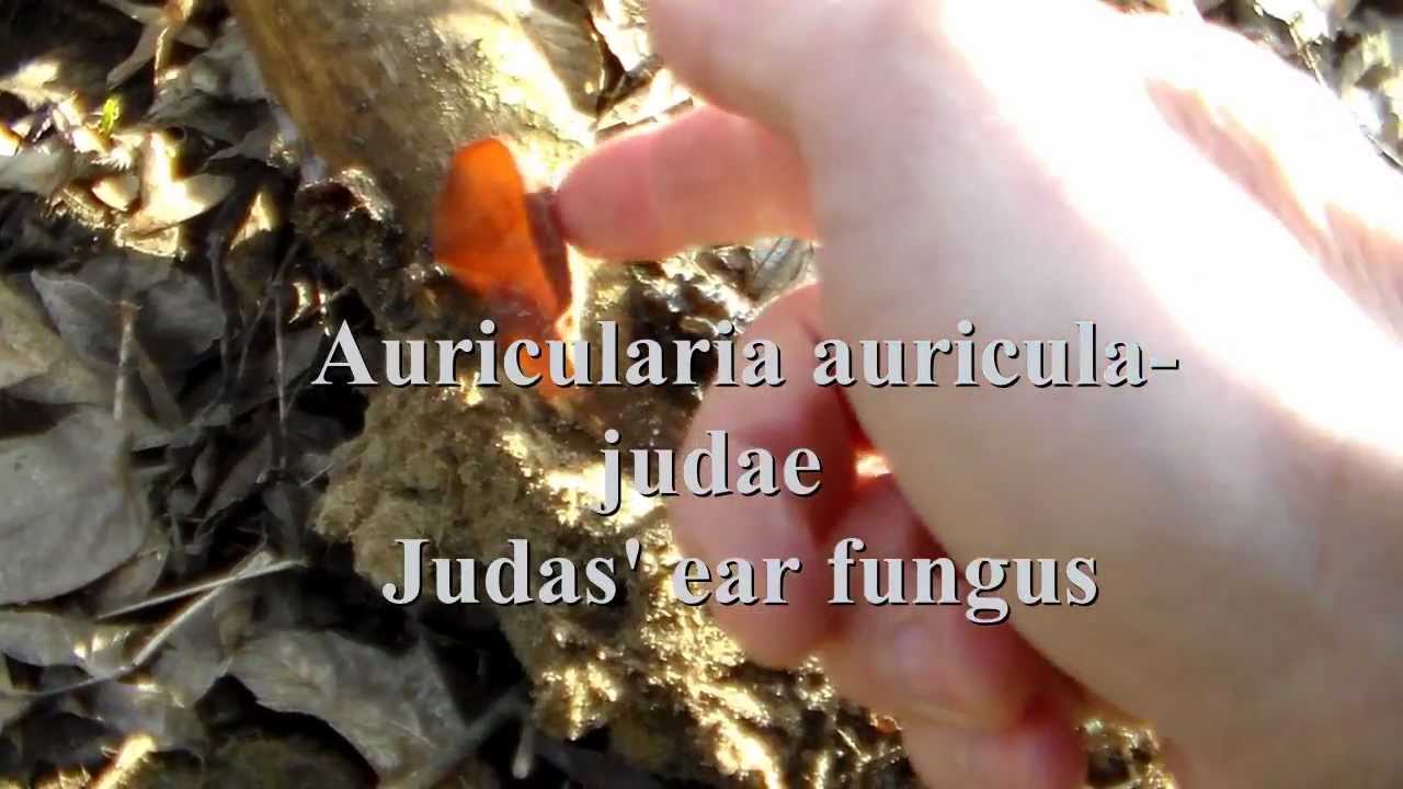 Judas' ear fungus - Júdás fafüle gomba - YouTube