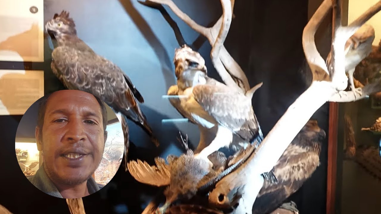 Durban Museum of Natural Science highlights endangered birds - Vlog ...