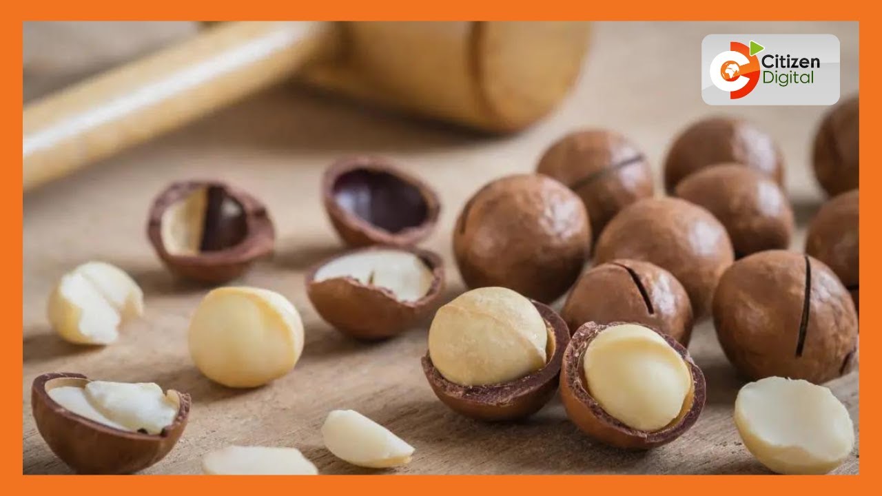 | Kenya's Gold | Macadamia Farming in Kenya - Gold Chat (Part 1) - YouTube