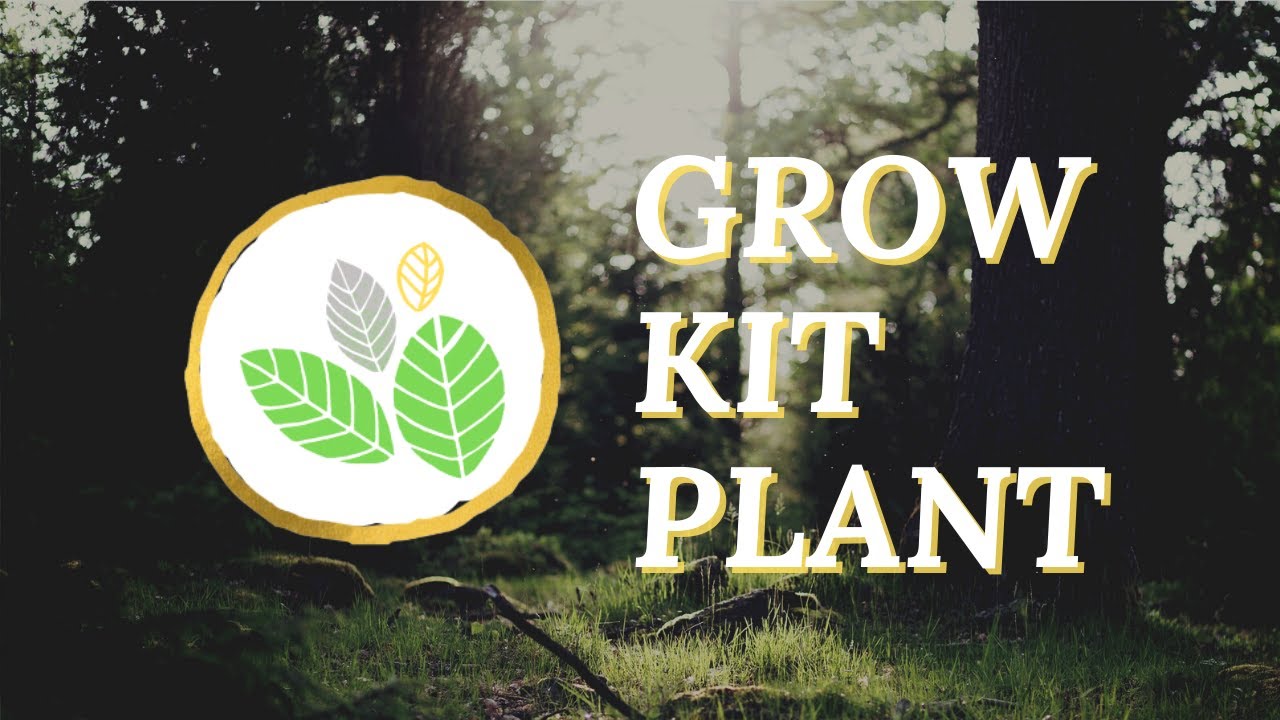 Grow Kit Plant - Business Communication F (Group 6) - YouTube