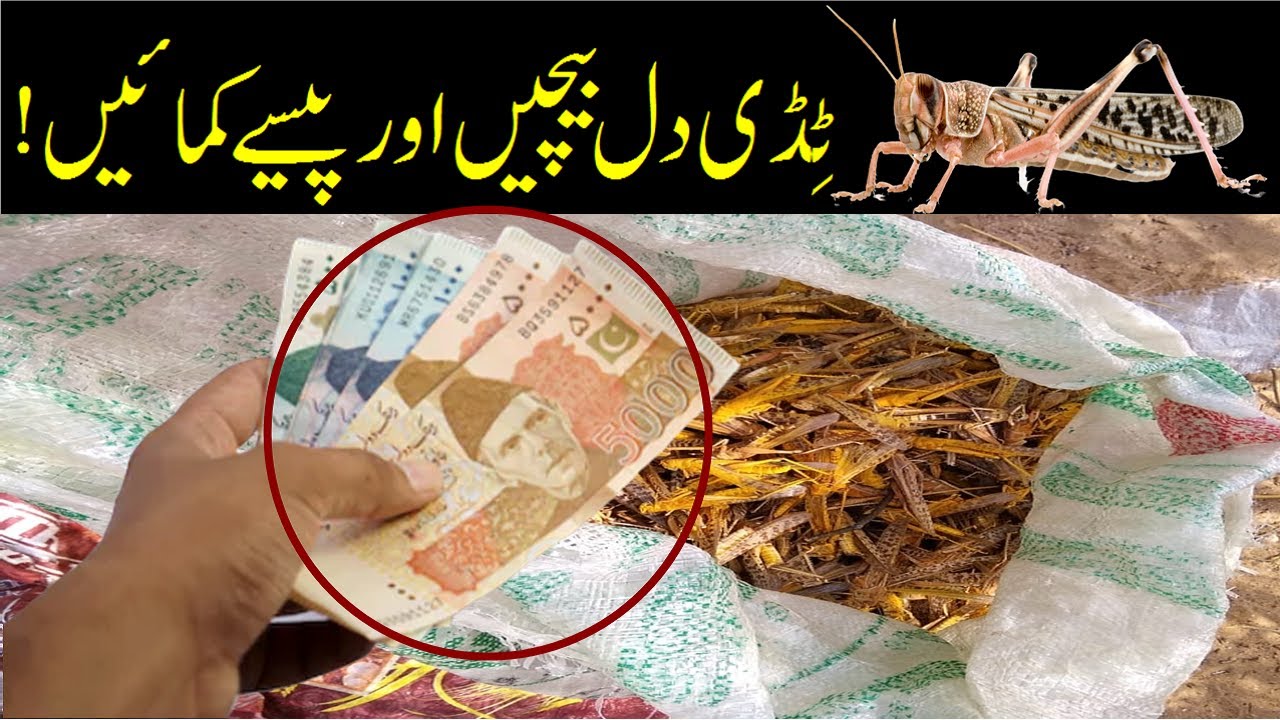 Tiddi Dal (Locust) New Business Ideas In Pakistan | Tiddi Dal ka Hamla ...