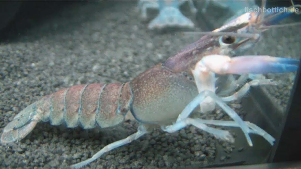 [HD] Red Brick Crayfish / Roter Papuakrebs @ Zierfische & Aquarium 2010 ...