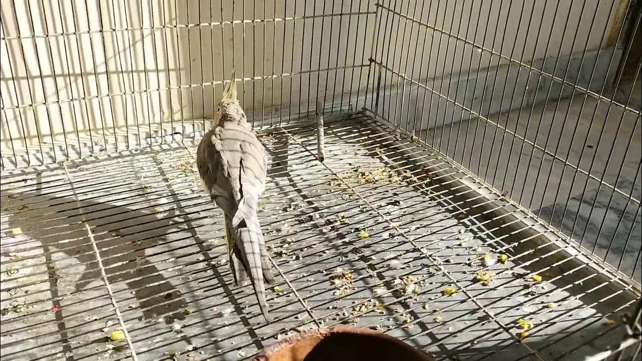 coco Parrots#talkingparrotscareandroutine - YouTube