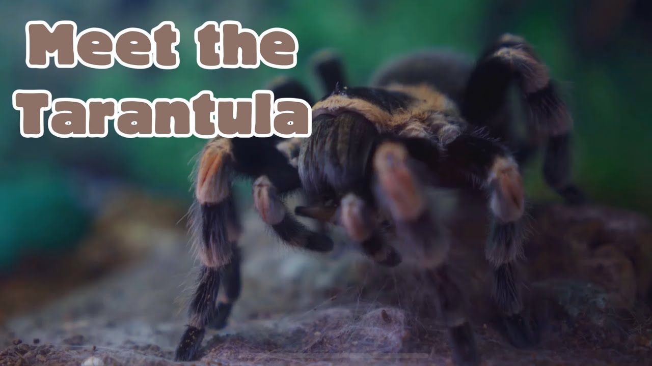 Meet the Tarantula! Fun Facts for Kids #tarantula #scienceforkids # ...