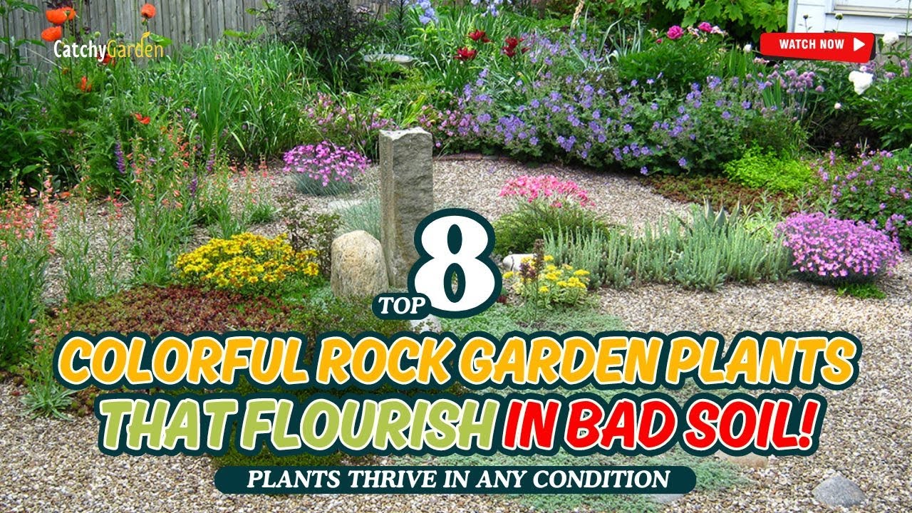 TOP 8 COLORFUL ROCK GARDEN Plants That FLOURISH in BAD Soil! 🌵🌸🌷☀️ ...