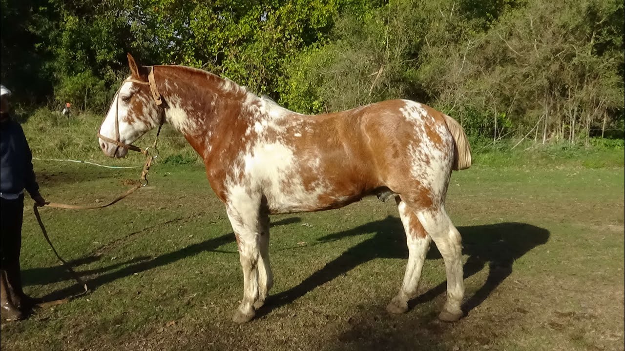 Caballo overo Alazan manso $4.000.000 LOSEQUINOS.COM - YouTube