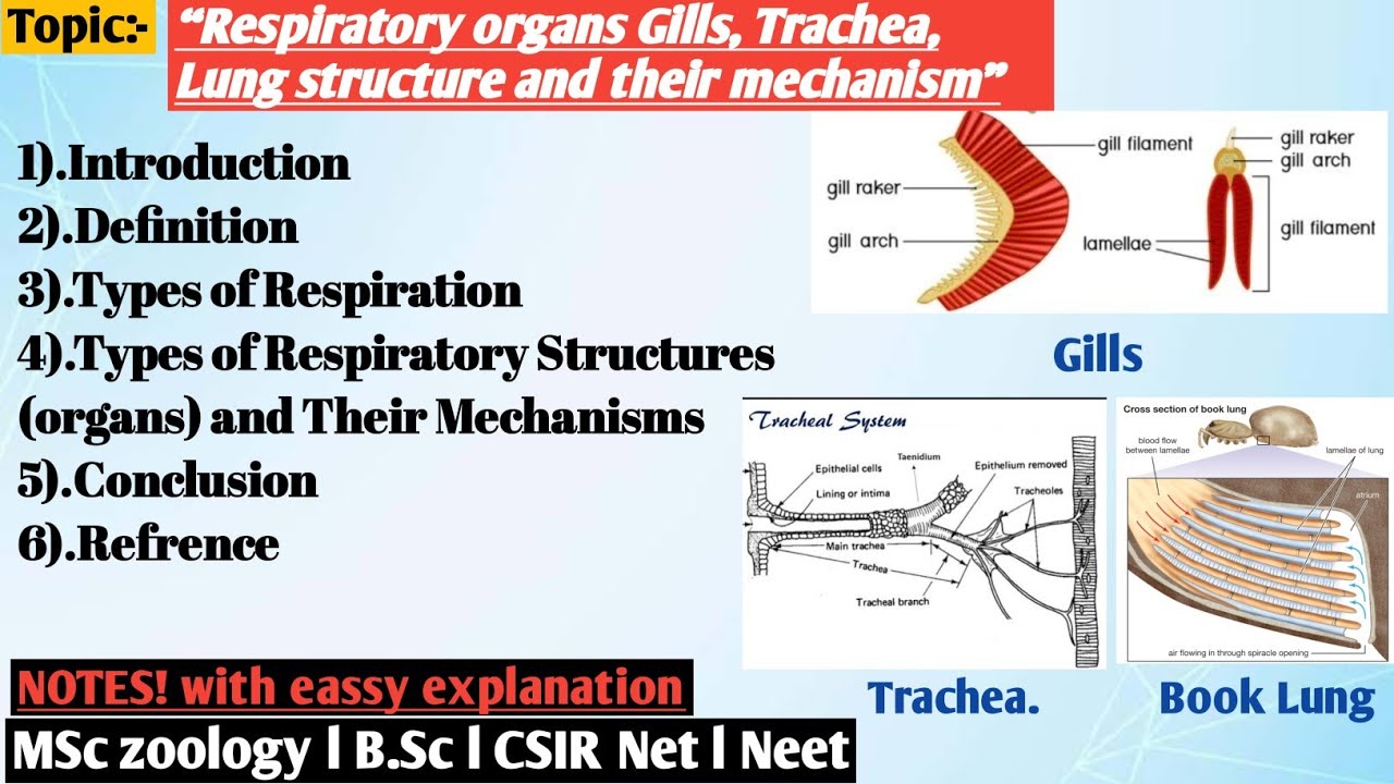 Respiratory organs Gills, Trachea, Lung structure and their mechanism ...