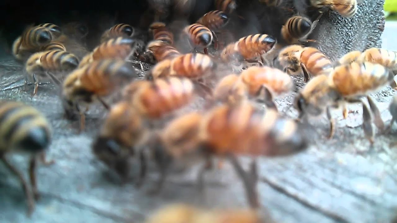 Honey Bees Fanning - YouTube