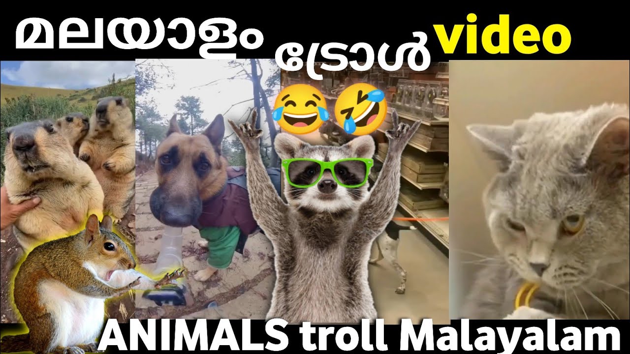 Animals funny troll Malayalam dialogue video | part-5 | Malayalam ...