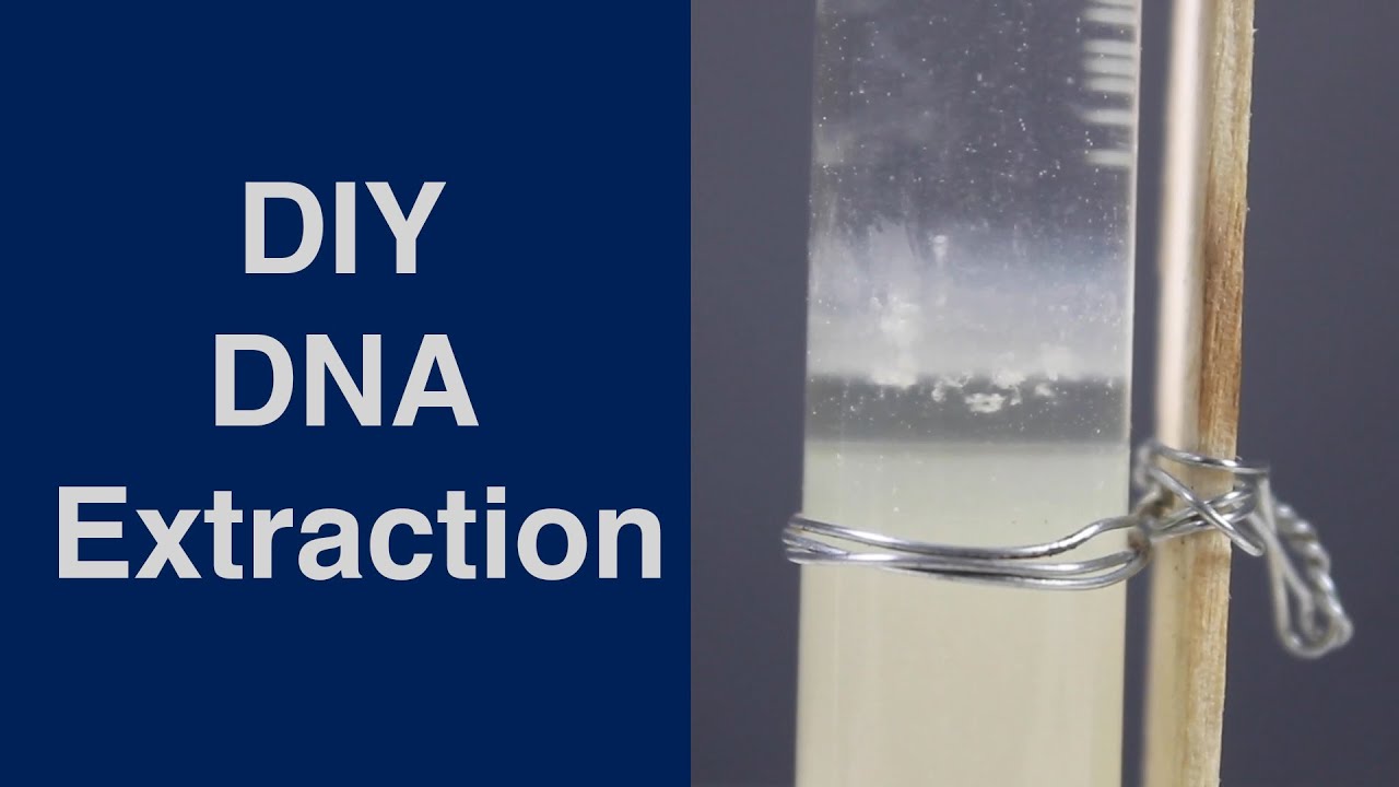 DIY DNA Extraction | ThinkTac | DIY Science - YouTube