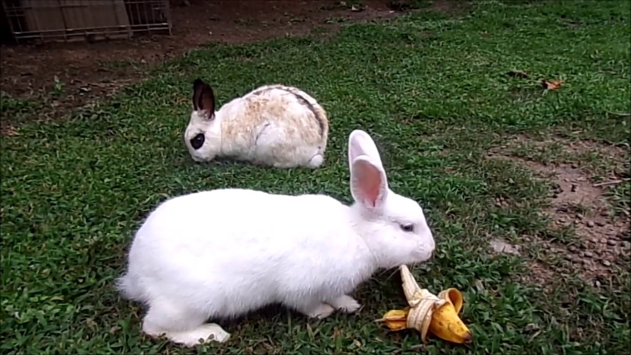 Rabbits eating banana ASMR - YouTube