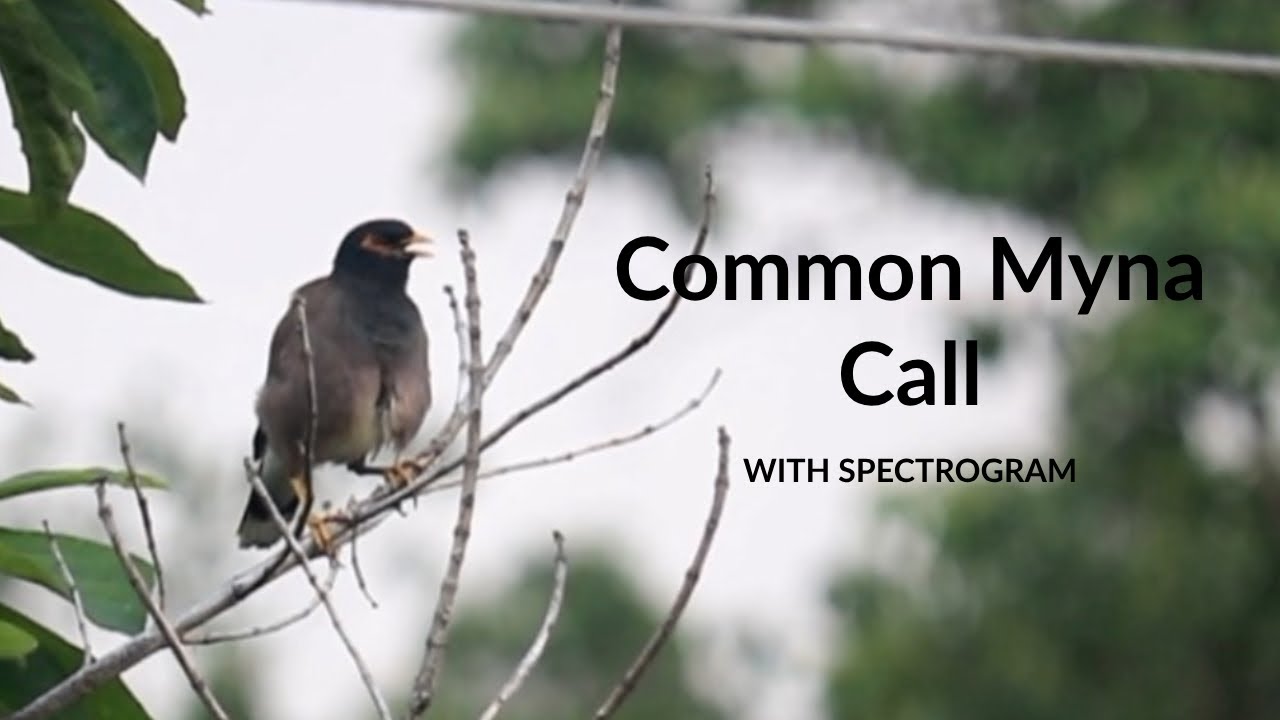 Call of Common Myna or Indian Myna | With Spectrogram | Bengali Name ...