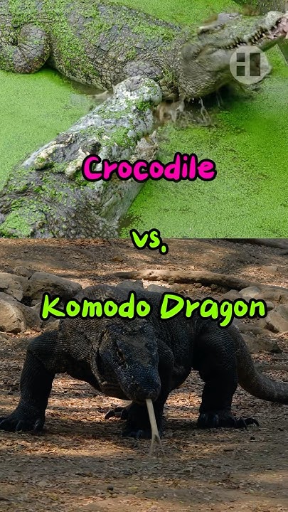 Crocodile vs. Komodo Dragon: Who will win? #shorts #animals #wildlife - YouTube