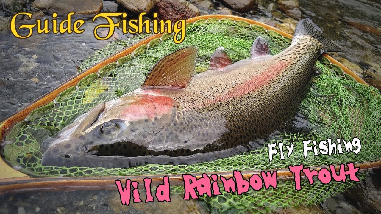 Guide Fishing "Rainbow Trout" in Hokkaido, Japan - YouTube