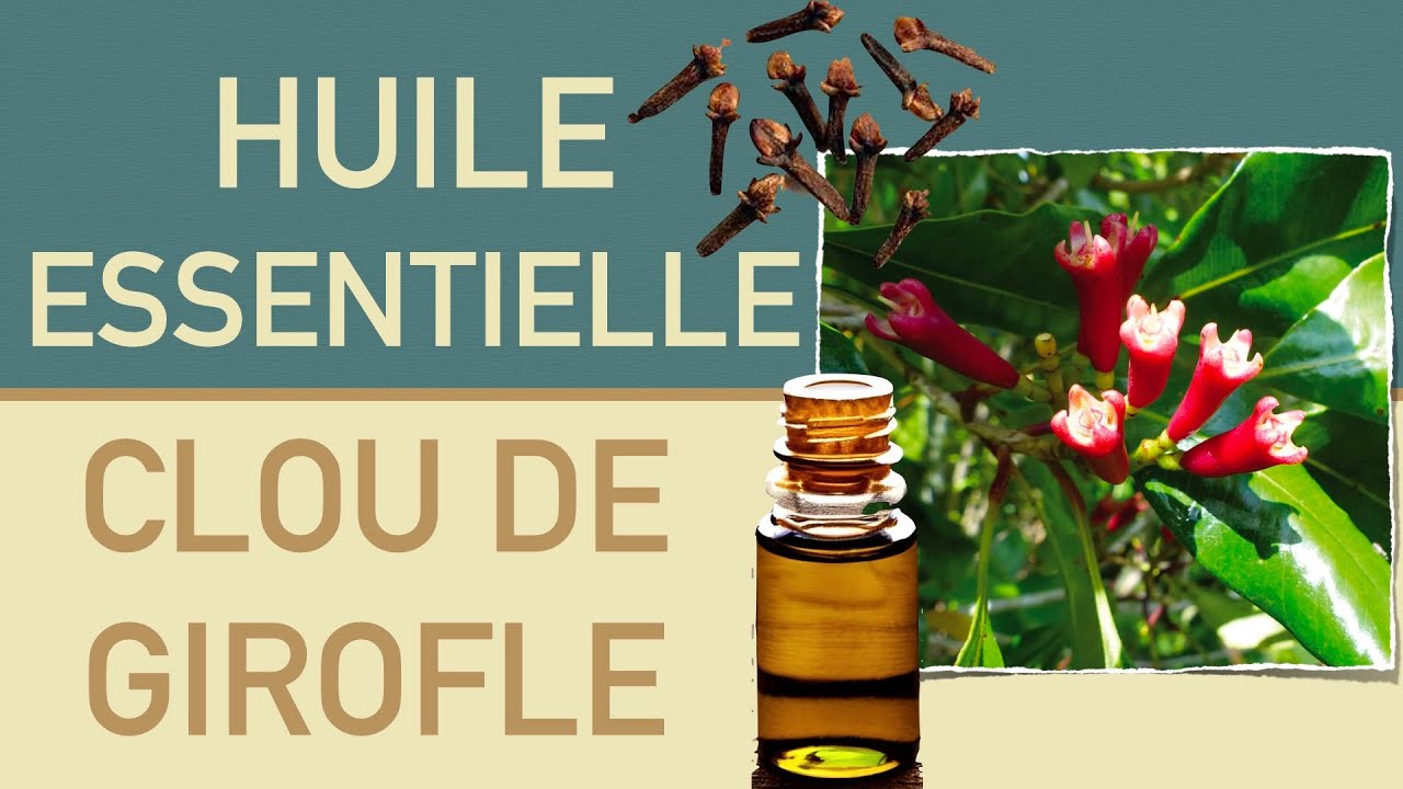 l'huile essentielle de giroflier ou clou de girofle - YouTube