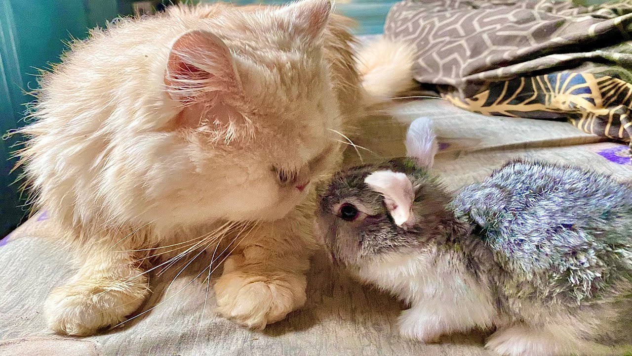 Baby rabbit meet Cat for the first time #shorts - YouTube