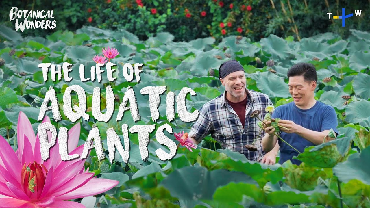 How These Plants Thrive in Water ǀ Botanical Wonders - YouTube