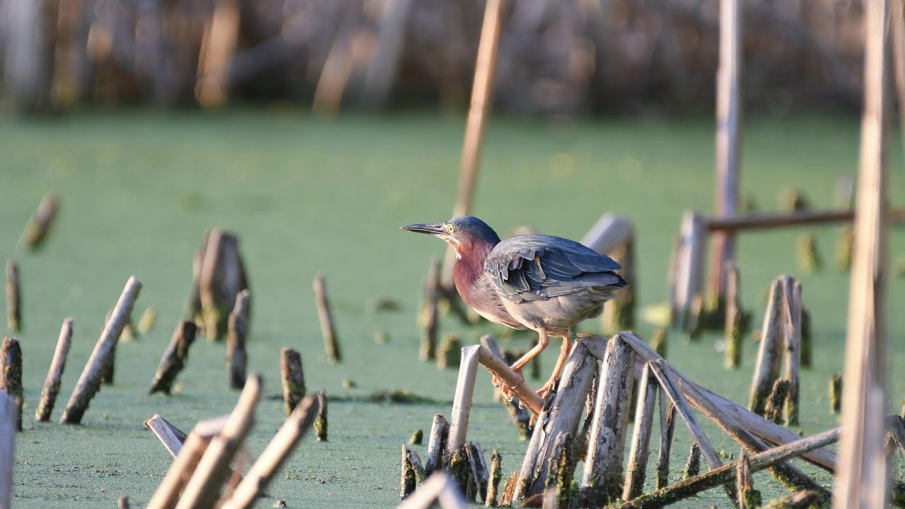 Heron catching insect at Dewey Gevik Nature Area, Minnehaha County ...