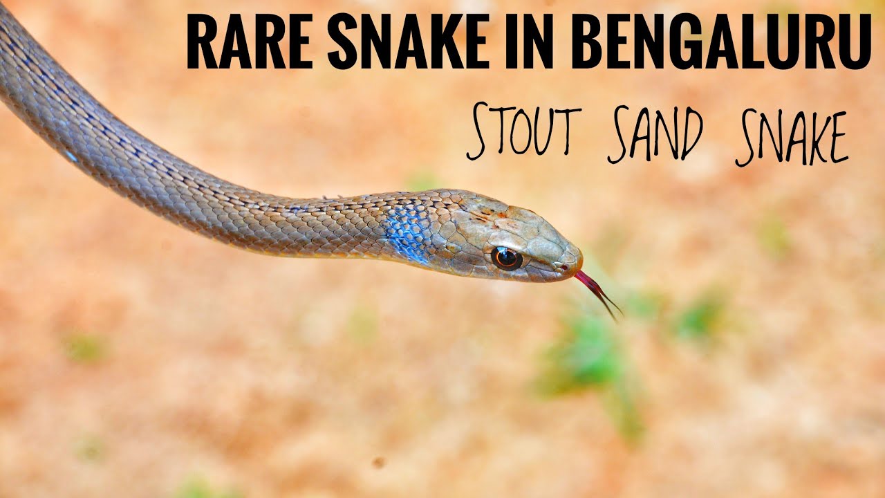 Rare Snake in Bengaluru 😱/ Stout sand Snake - YouTube