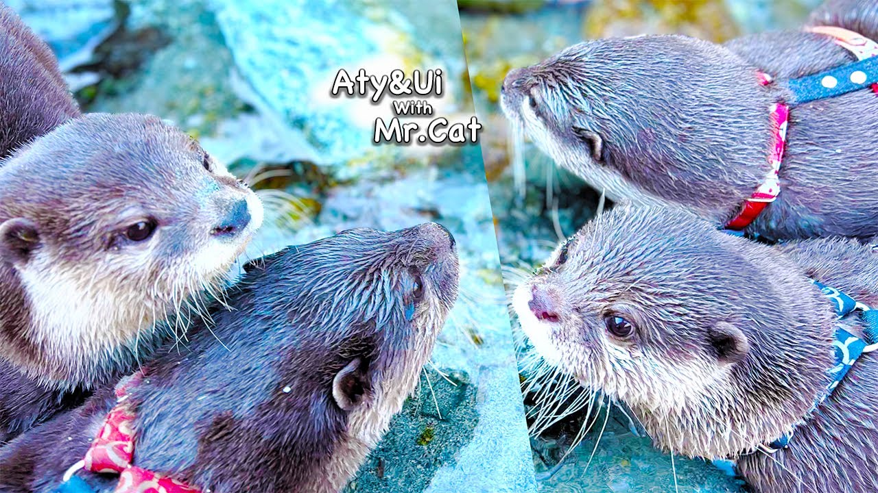 4 Cute Otters on a Hot Spring Trip! [Otter Life Day 818] - YouTube