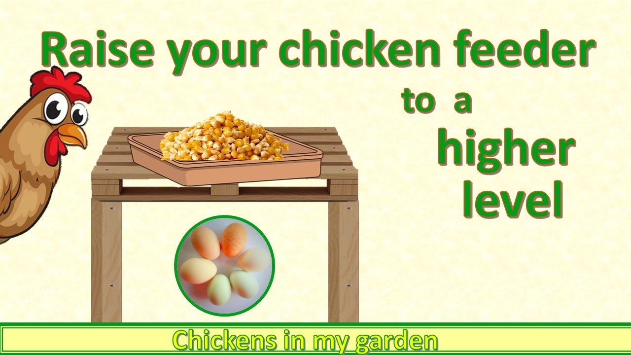 Raise your chicken feeder to a higher level - up off the ground ! - YouTube