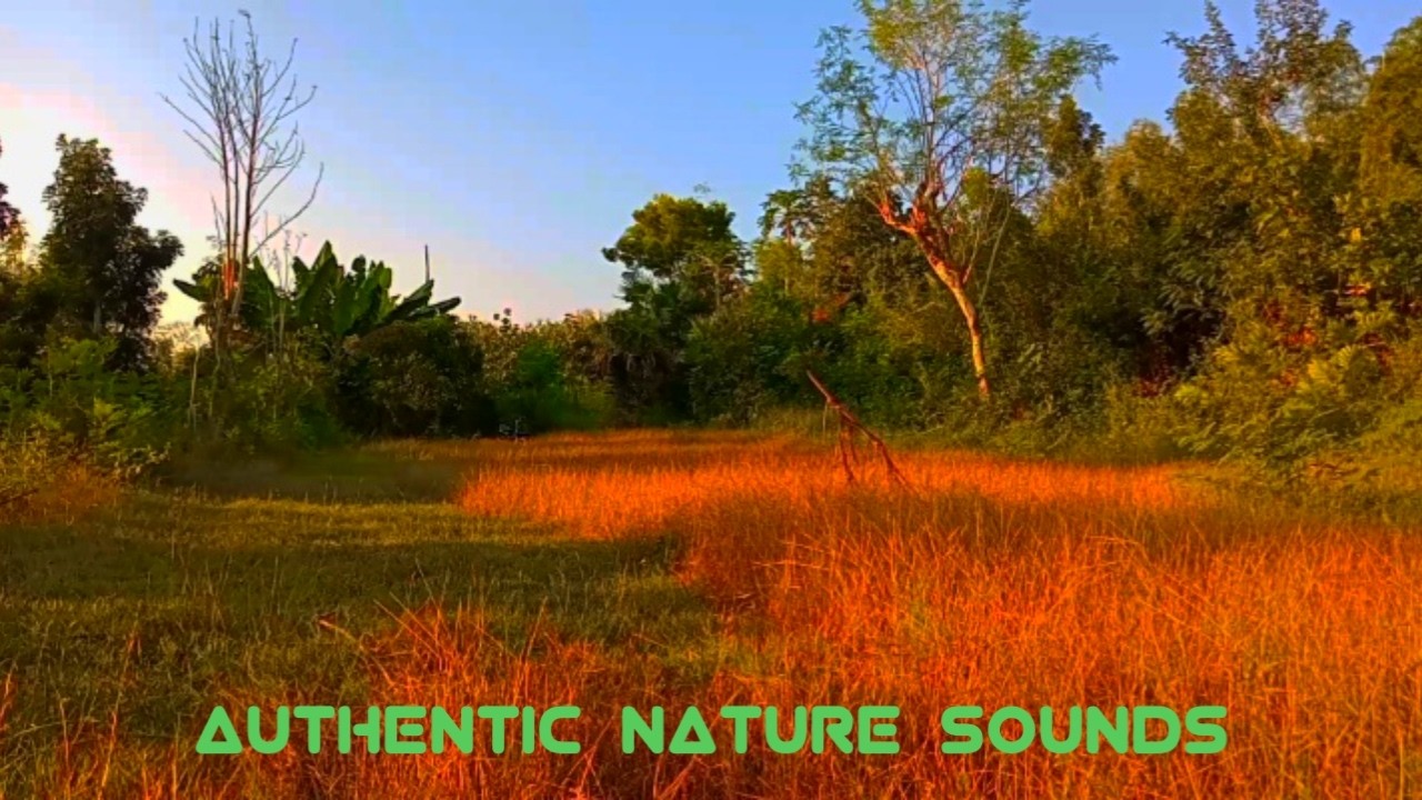 Authentic Nature Sounds and Beautiful Scenery: Wind, Birds and Peaceful ...