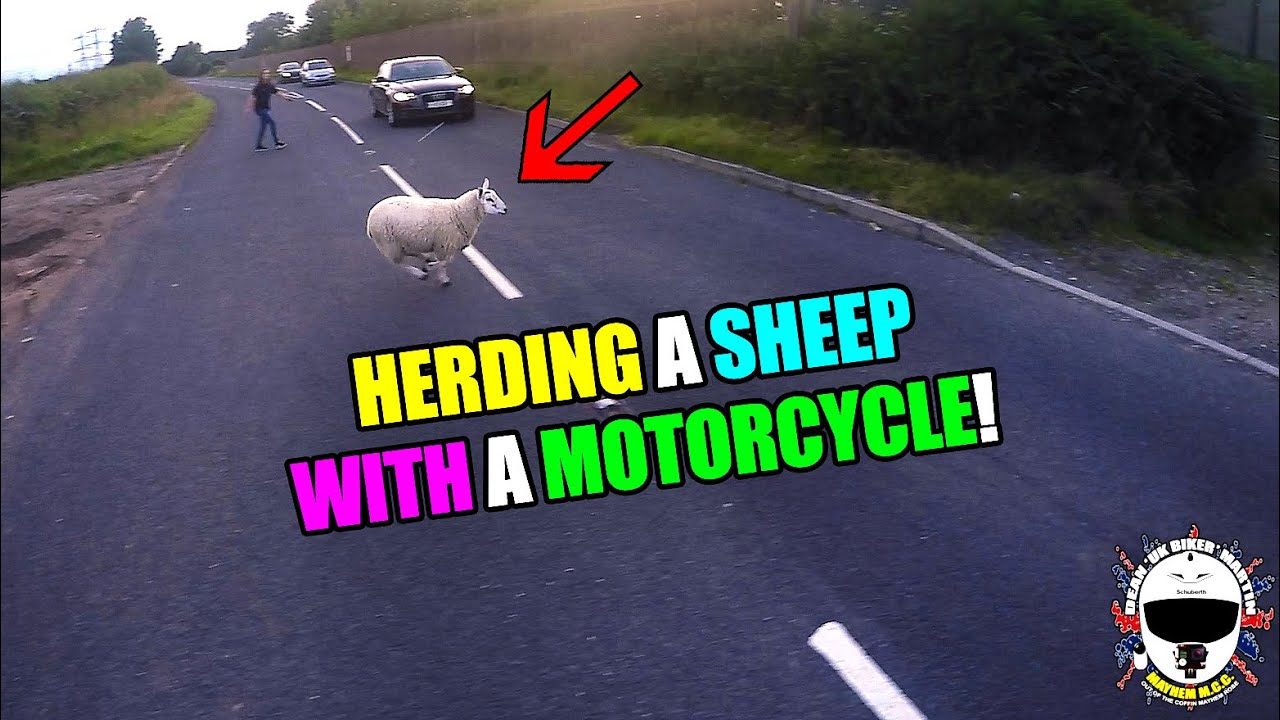 Herding a sheep with a motorcycle! - YouTube