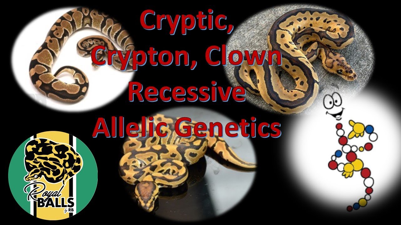 Ball Python Breeding; Cryptic Crypton Clown - YouTube