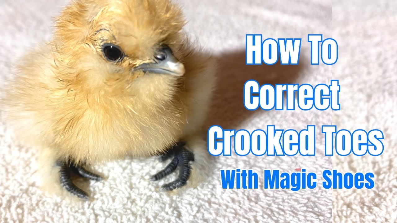 How to correct crooked toes with magic shoes - YouTube