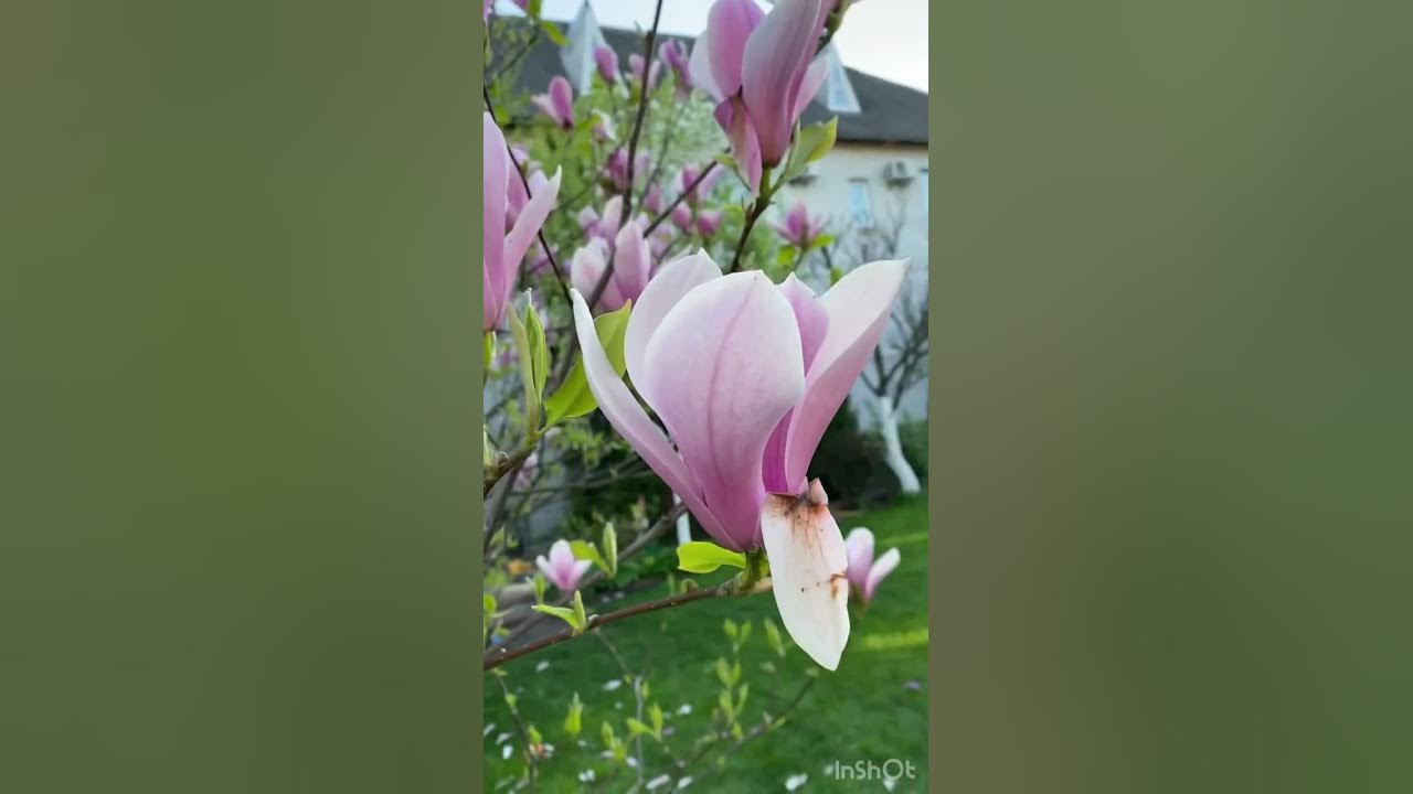 КОЛИСКОВІ КОТИКУ СІРЕНЬКИЙ Заспокійлива музика для сну Українська