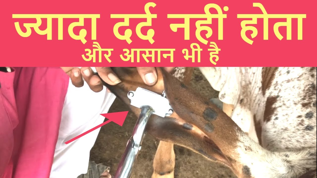 Less Painful Ear Notching (Tagging) Techniques - YouTube